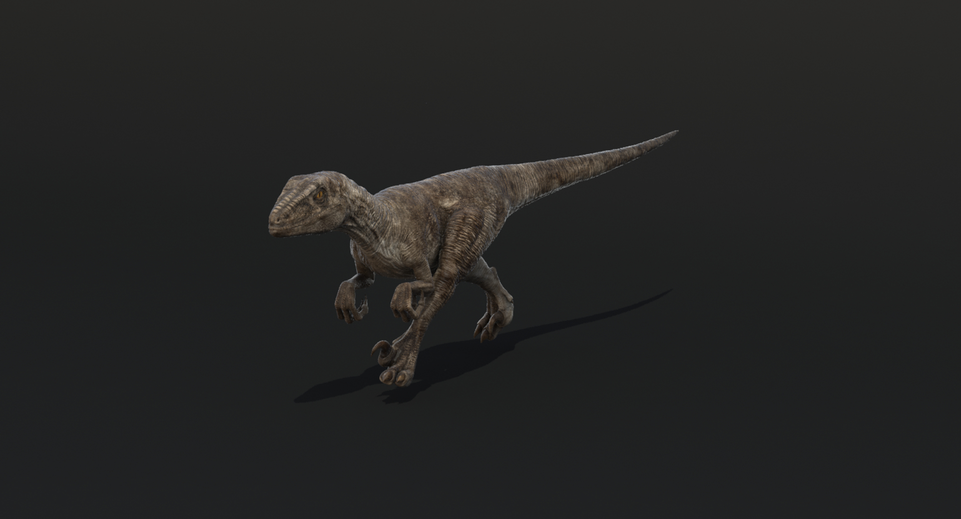 Realistic Velociraptor Raptor Animation Max