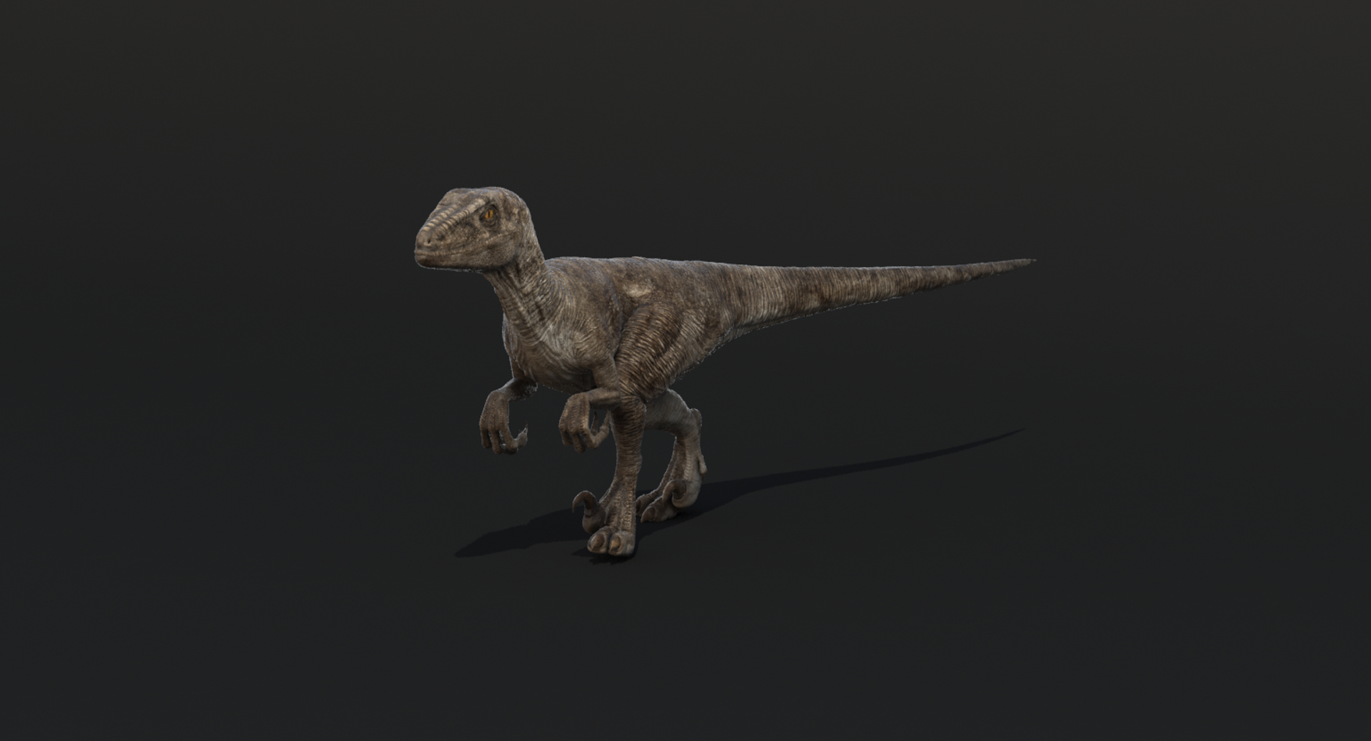 Realistic Velociraptor Raptor Animation Max