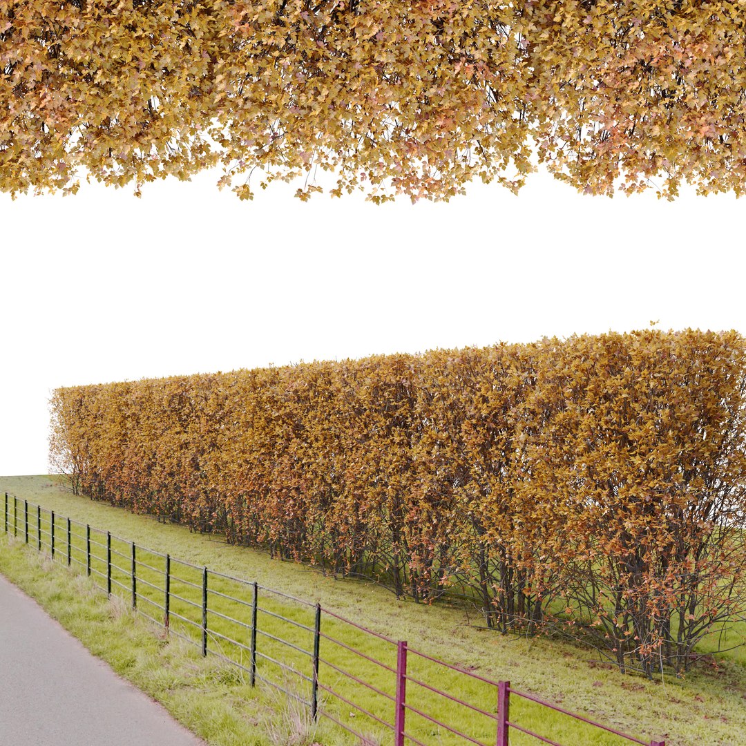 Hedge Bush 07 3D Model - TurboSquid 1957498