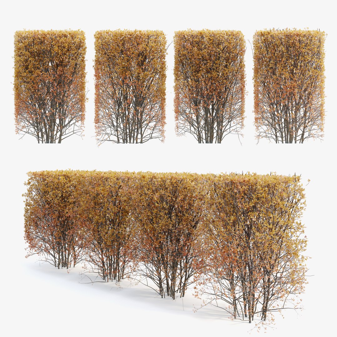 Hedge Bush 07 3D model - TurboSquid 1957498