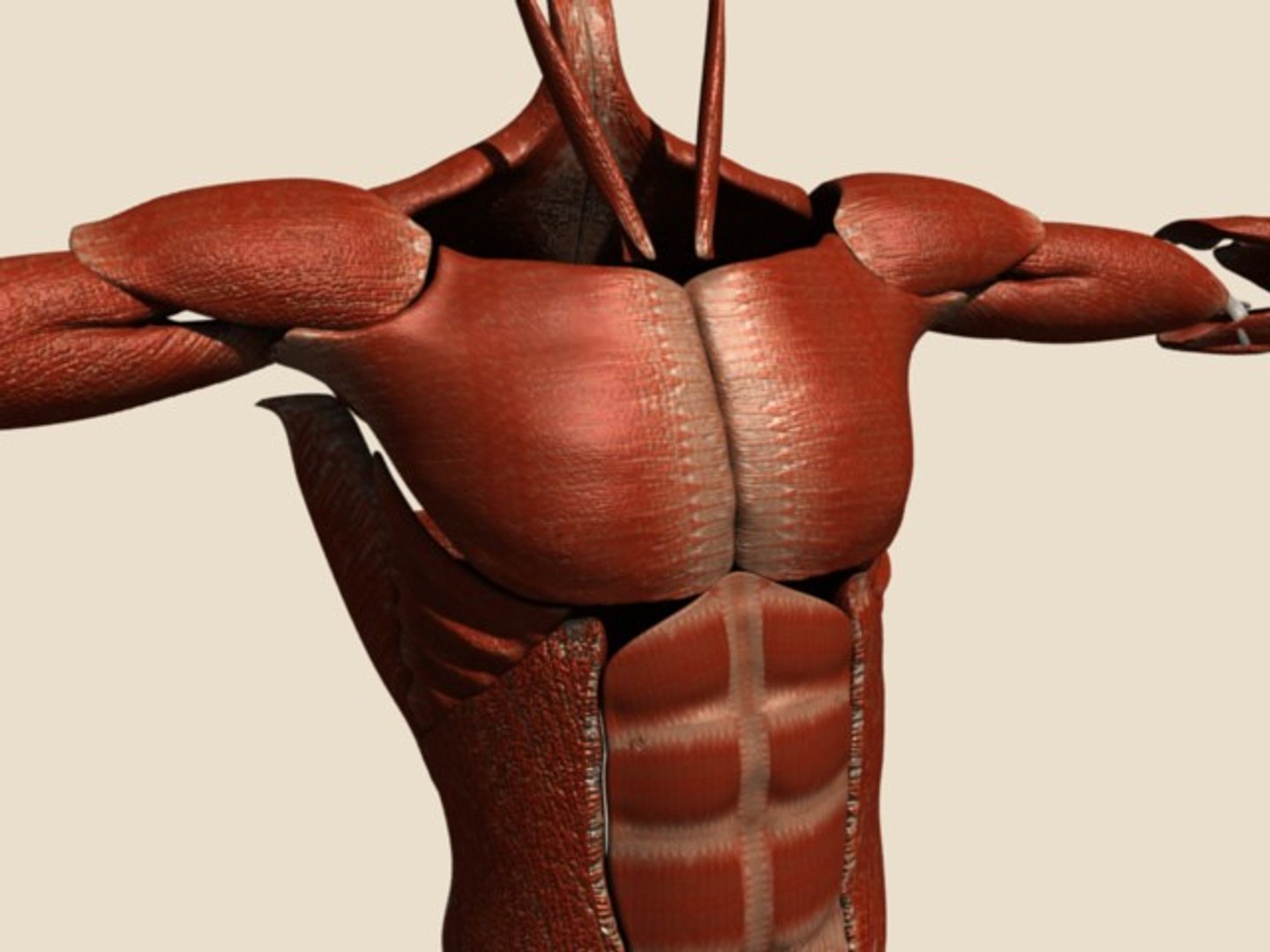 Muscles Human Body 3d Dxf