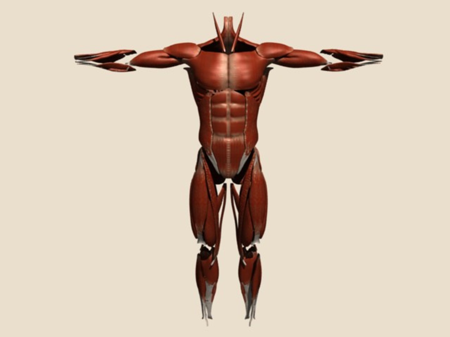 Muscles Human Body 3d Dxf