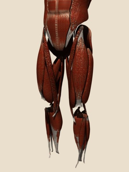 muscles human body 3d dxf