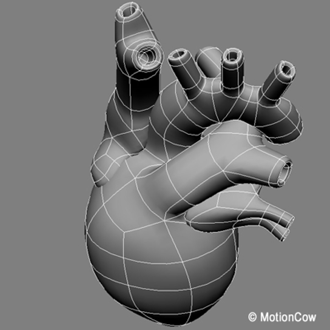 human heart pumping 3d model