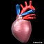 human heart pumping 3d model