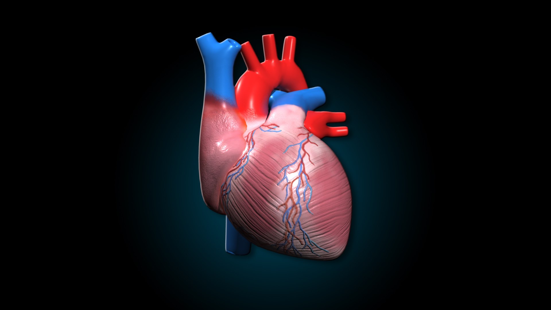 Human Heart Pumping 3d Model
