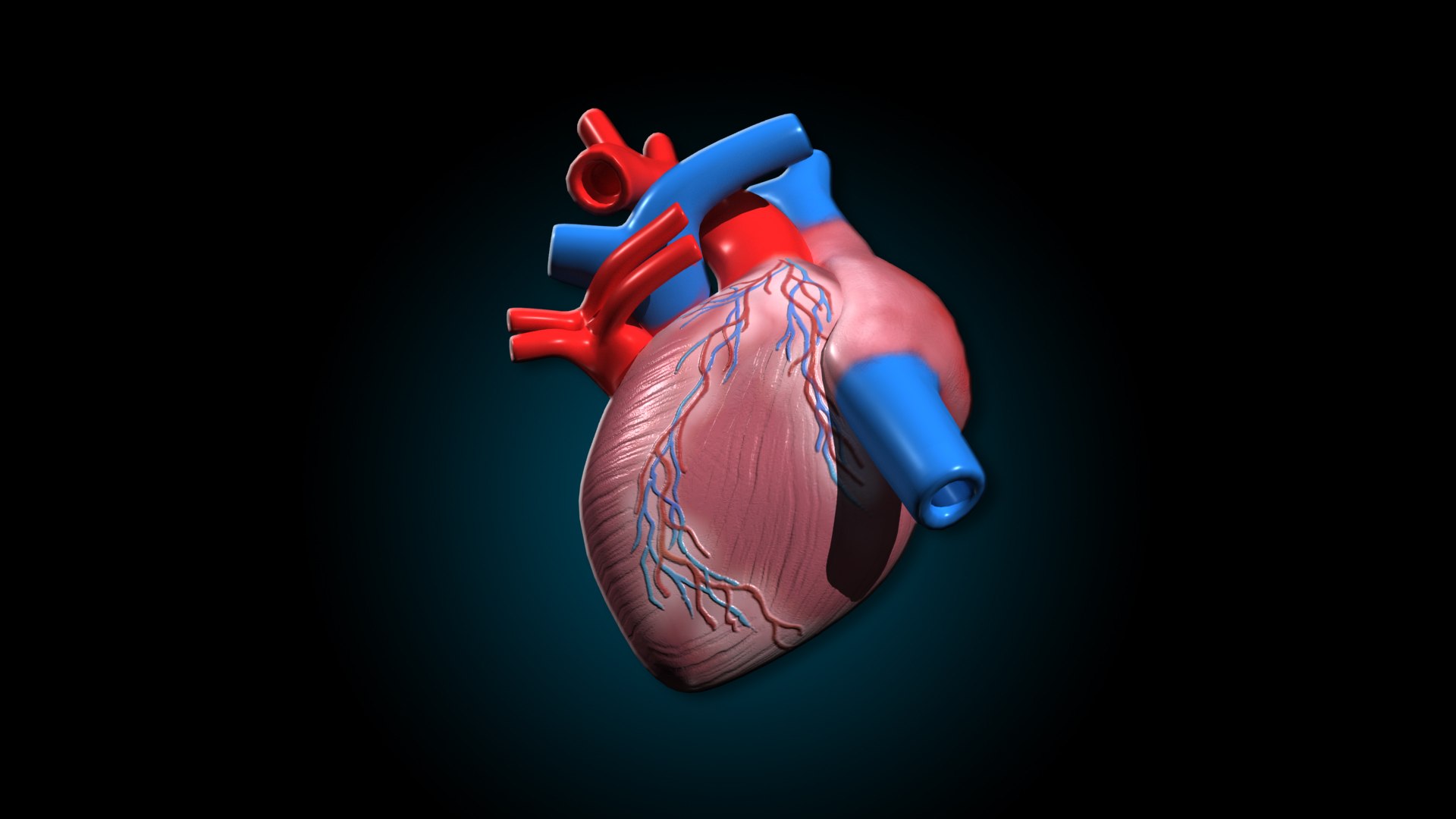 Human Heart Pumping 3d Model