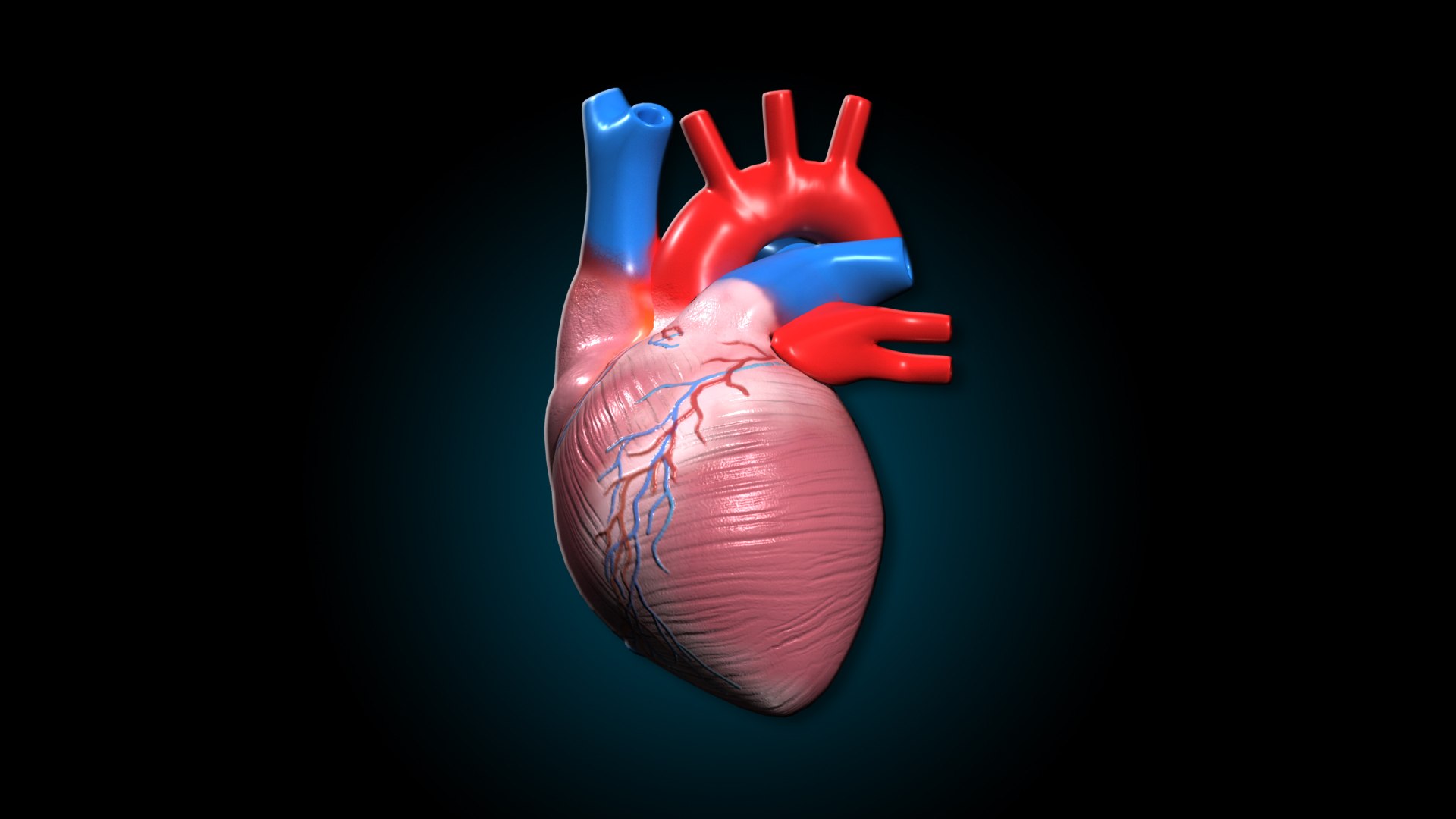 Human Heart Pumping 3d Model