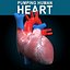 Human Heart Pumping 3d Model