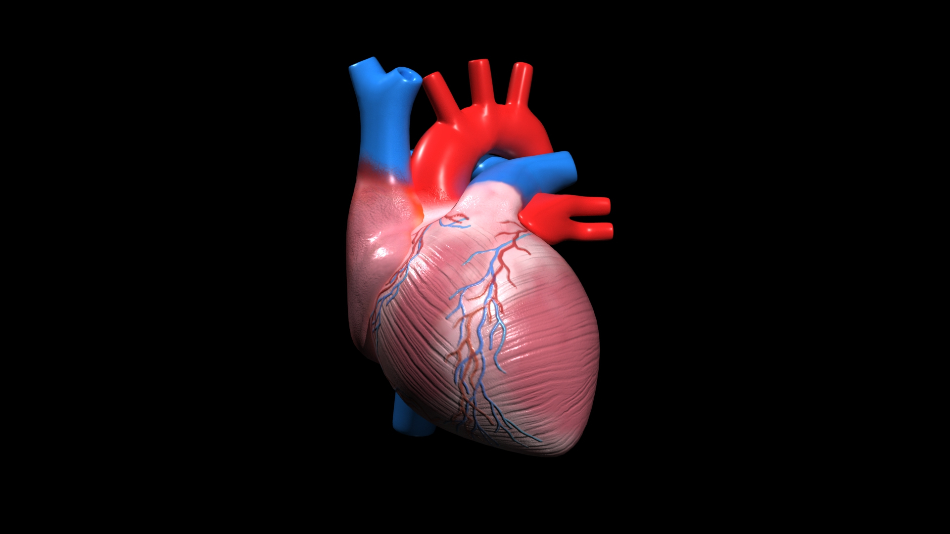 Human Heart Pumping 3d Model