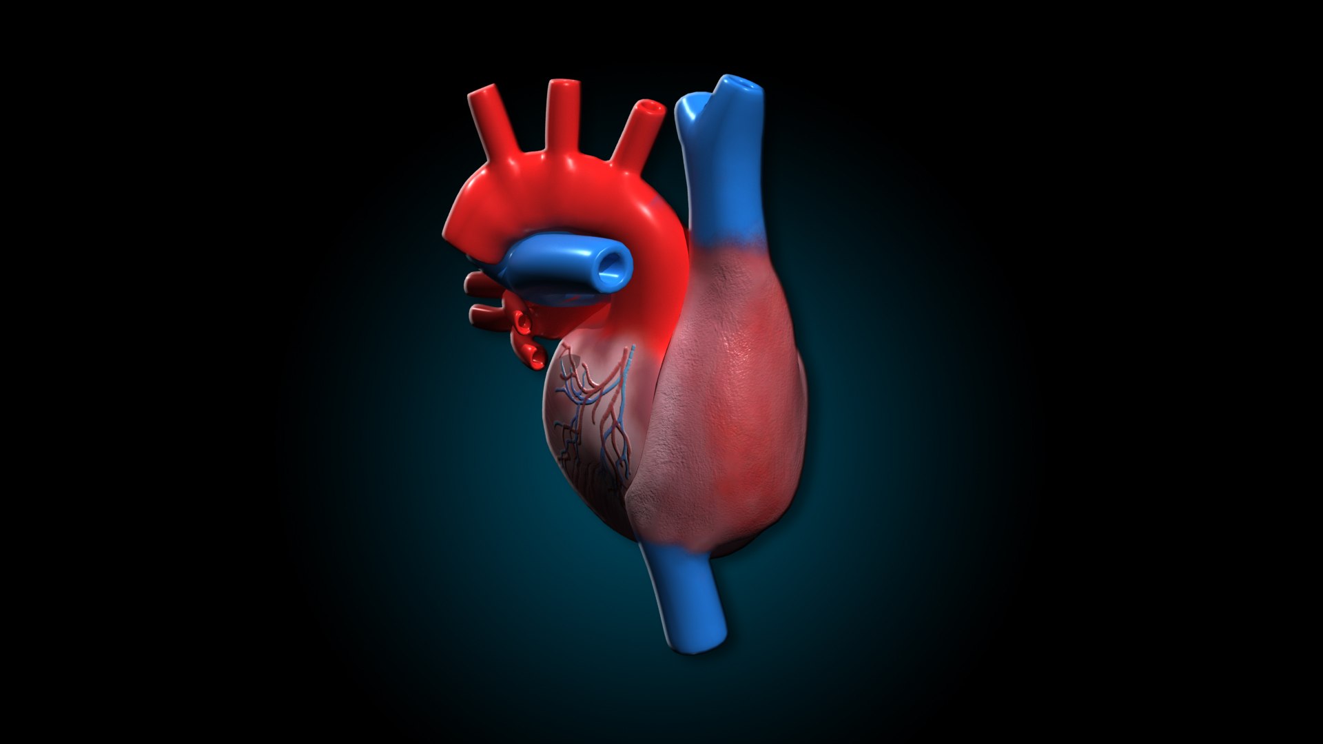 Human Heart Pumping 3d Model