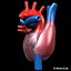 human heart pumping 3d model