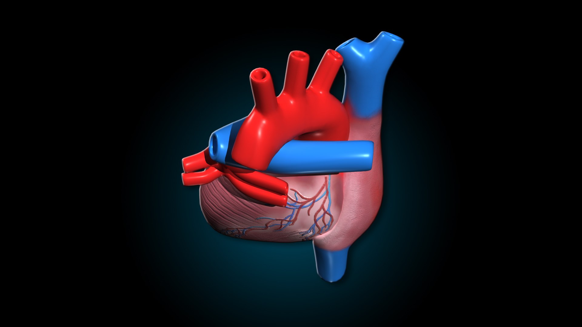 Human Heart Pumping 3d Model