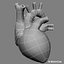 human heart pumping 3d model