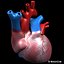 human heart pumping 3d model