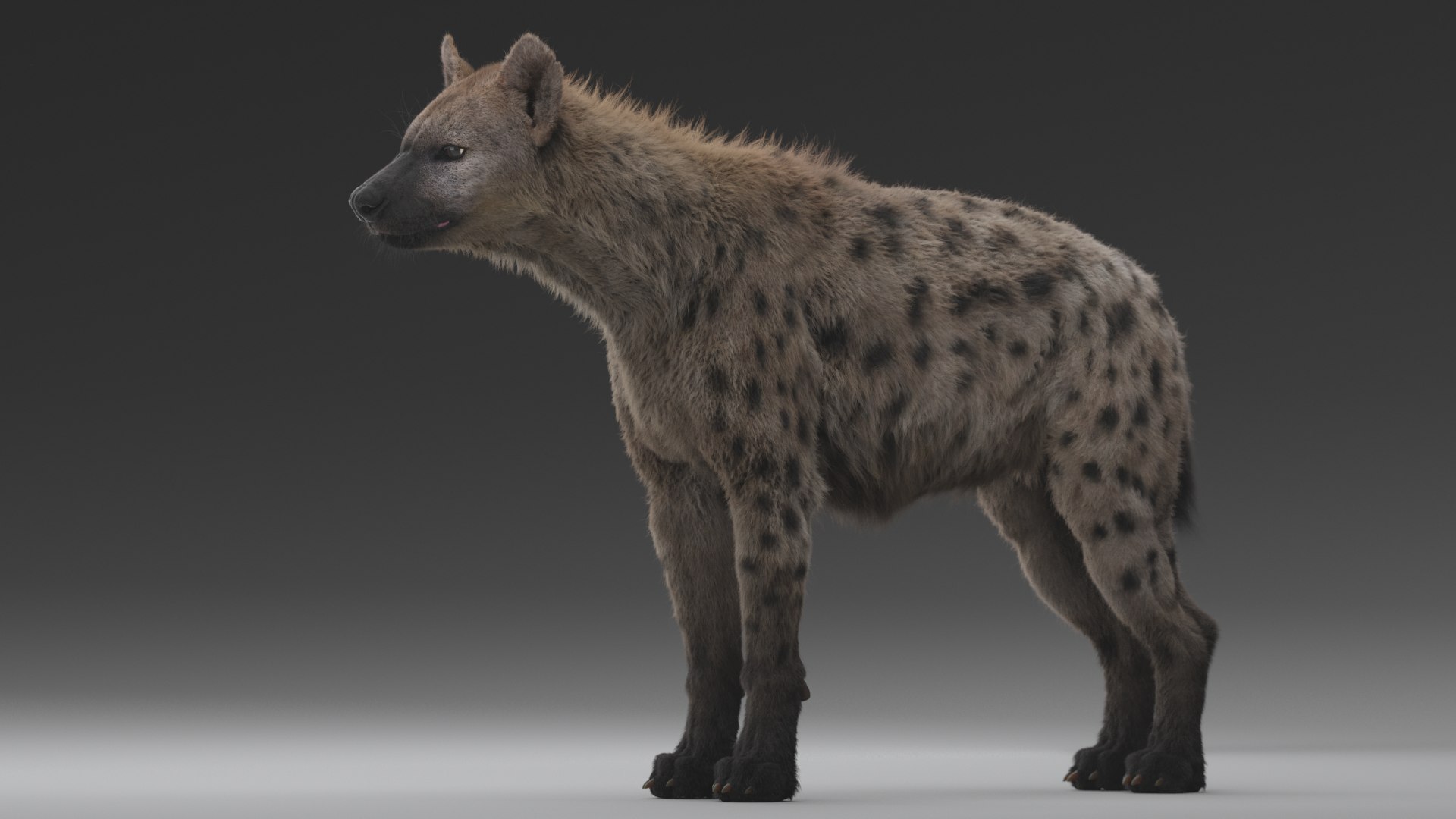 Hyena Fur Modeled 3D Model - TurboSquid 1408347