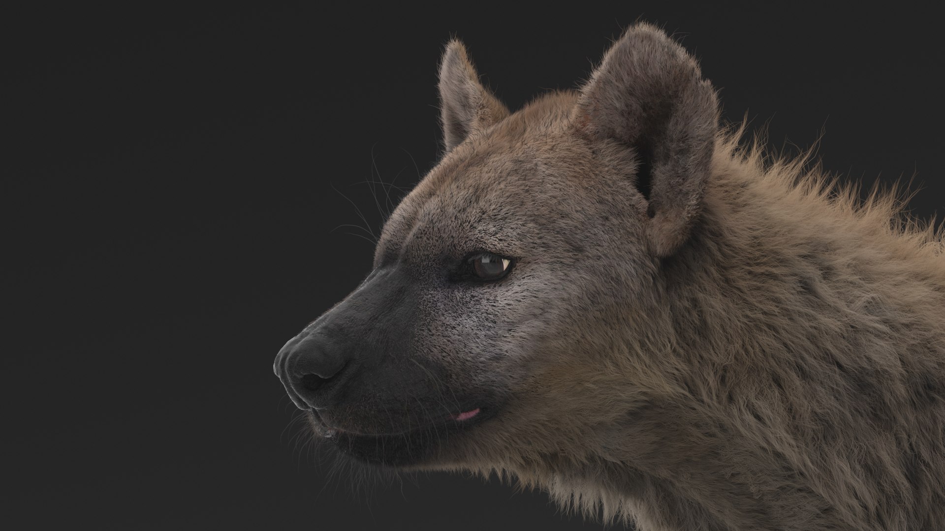Hyena Fur Modeled 3D Model - TurboSquid 1408347