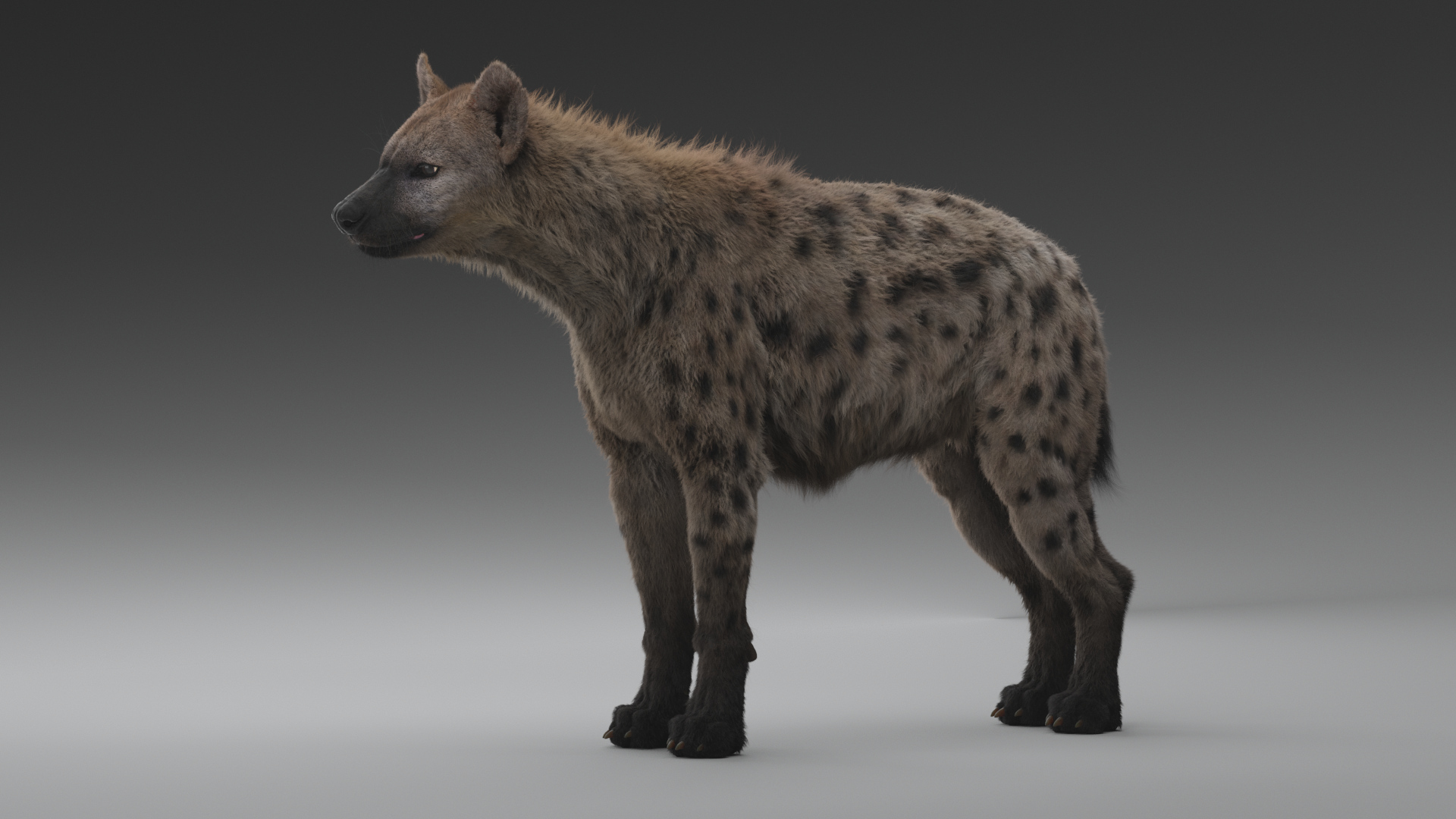 Hyena Fur Modeled 3D Model - TurboSquid 1408347