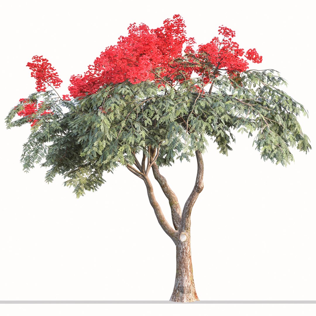 3D Set of Flamboyant or Royal poinciana Tree - 2 Trees model ...