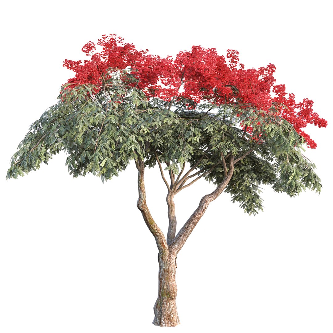 3D Set of Flamboyant or Royal poinciana Tree - 2 Trees model ...