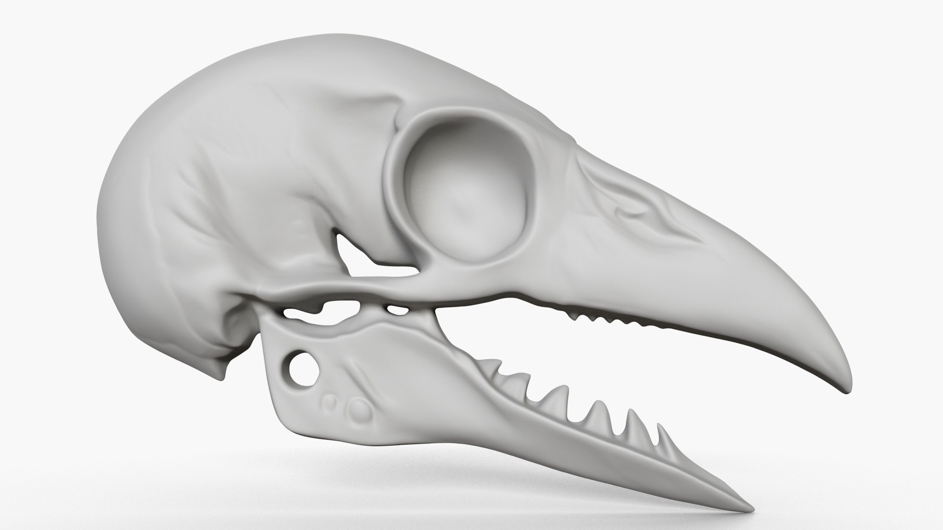 3D Crow Skull Relief 1 Model - TurboSquid 2287447