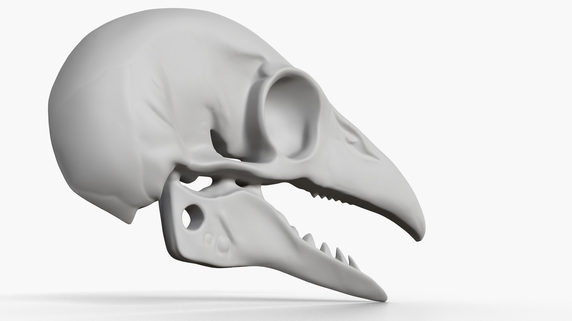 3D Crow Skull Relief 1 Model - TurboSquid 2287447