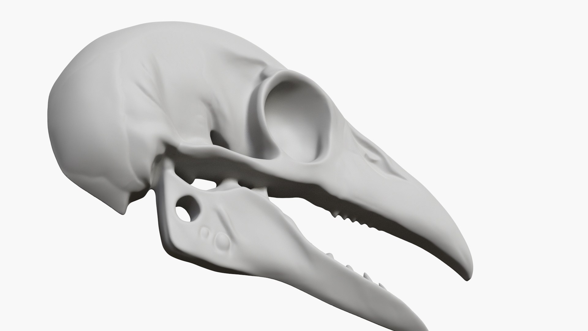 3D Crow Skull Relief 1 Model - TurboSquid 2287447