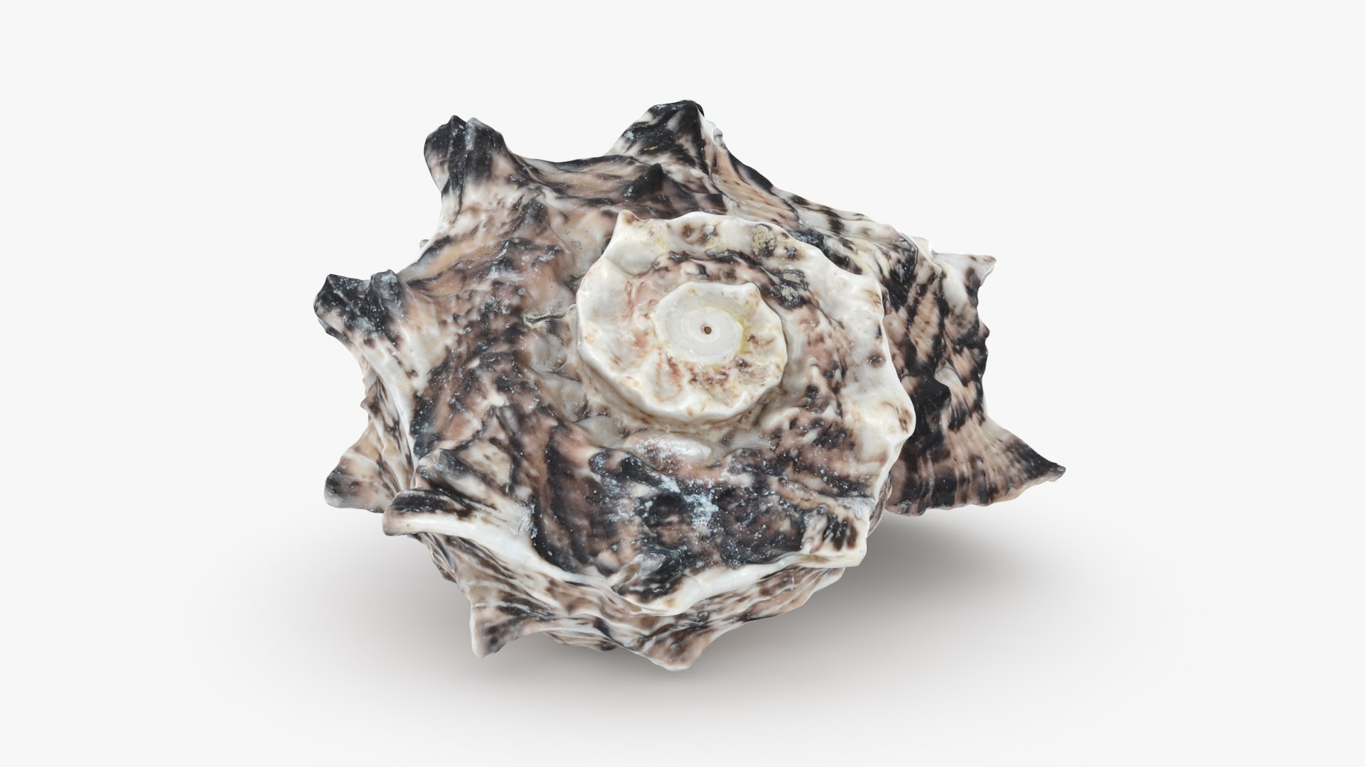 Angaria Delphinus Collection 3D Model - TurboSquid 2215047