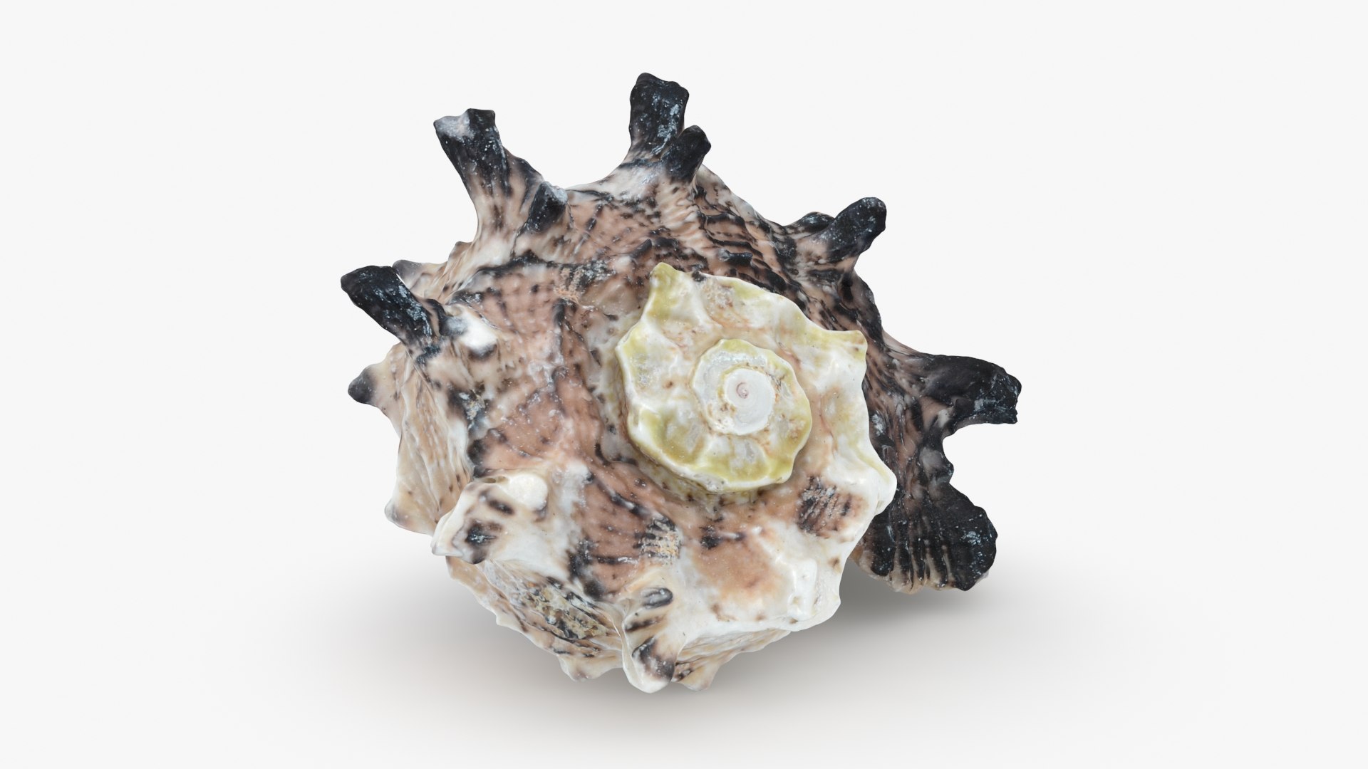 Angaria Delphinus Collection 3D Model - TurboSquid 2215047