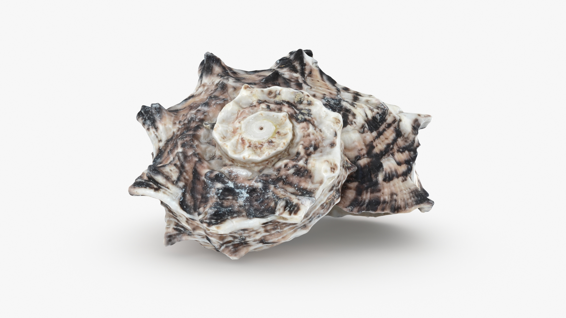 Angaria Delphinus Collection 3D Model - TurboSquid 2215047