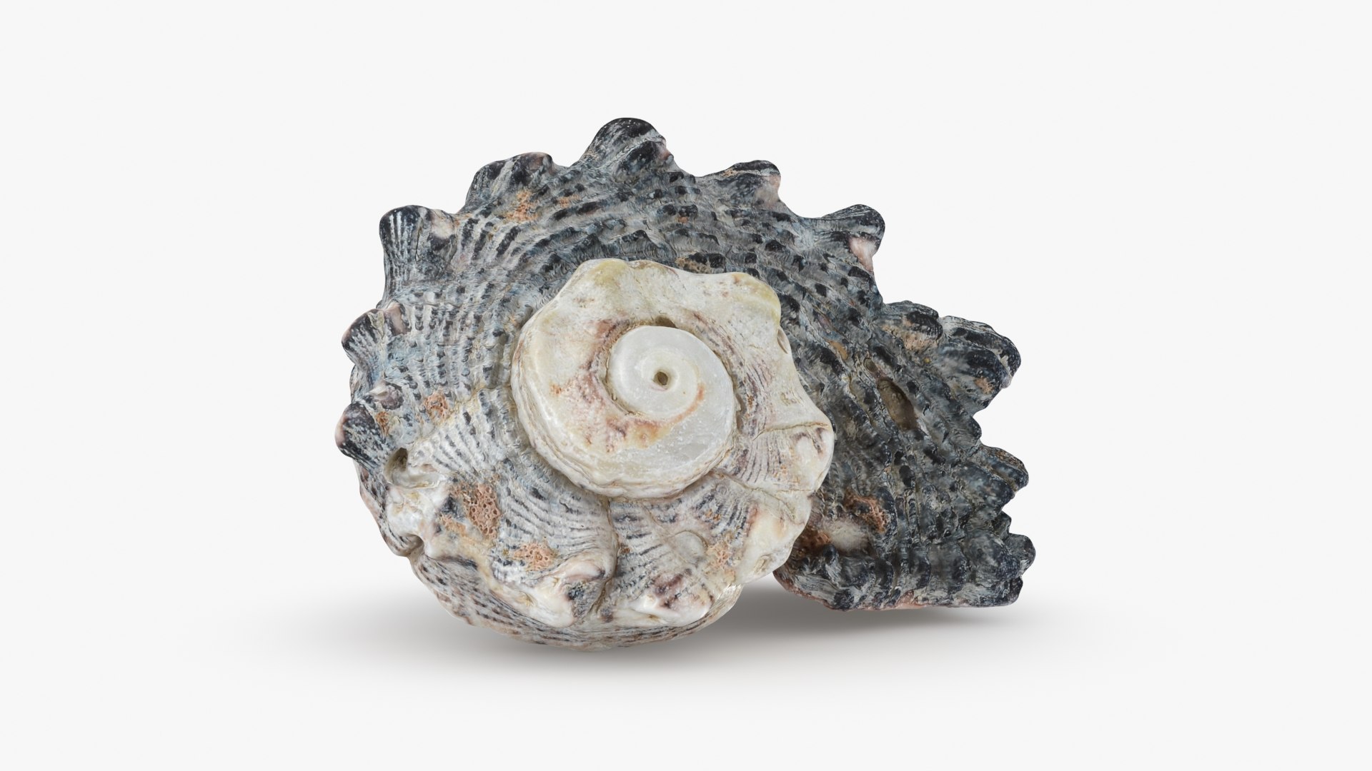 Angaria Delphinus Collection 3D Model - TurboSquid 2215047