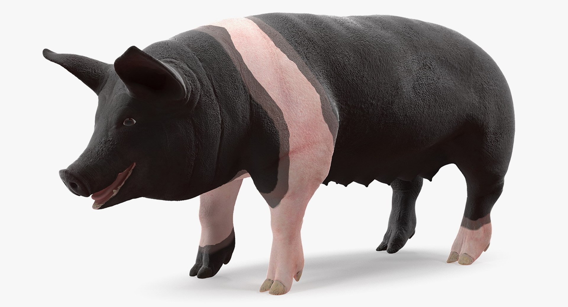 Hampshire pig sow 3D model - TurboSquid 1355708