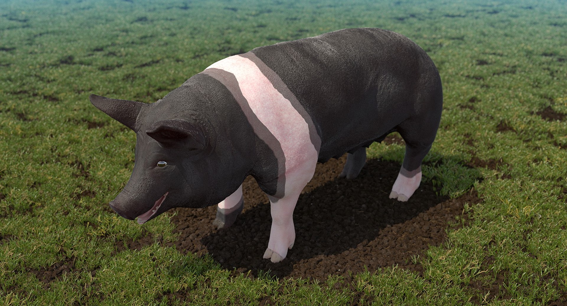 Hampshire Pig Sow 3D Model - TurboSquid 1355708