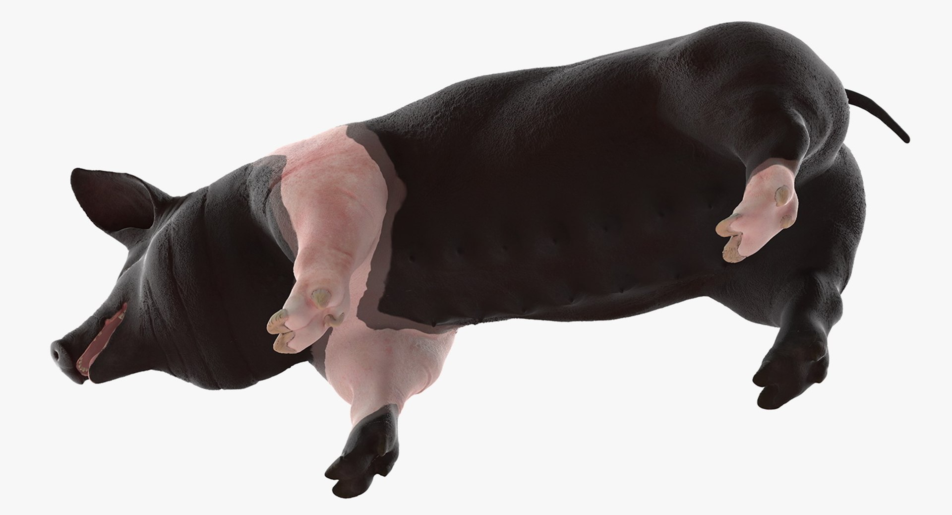 Hampshire Pig Sow 3D Model - TurboSquid 1355708