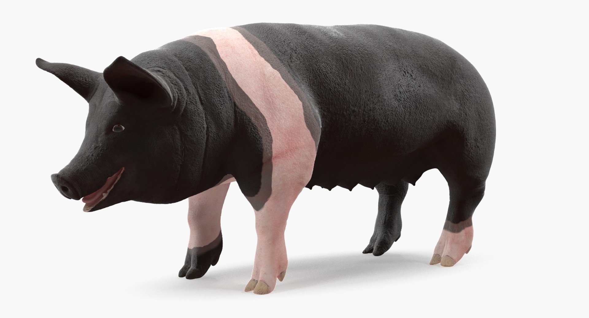Hampshire Pig Sow 3D Model - TurboSquid 1355708