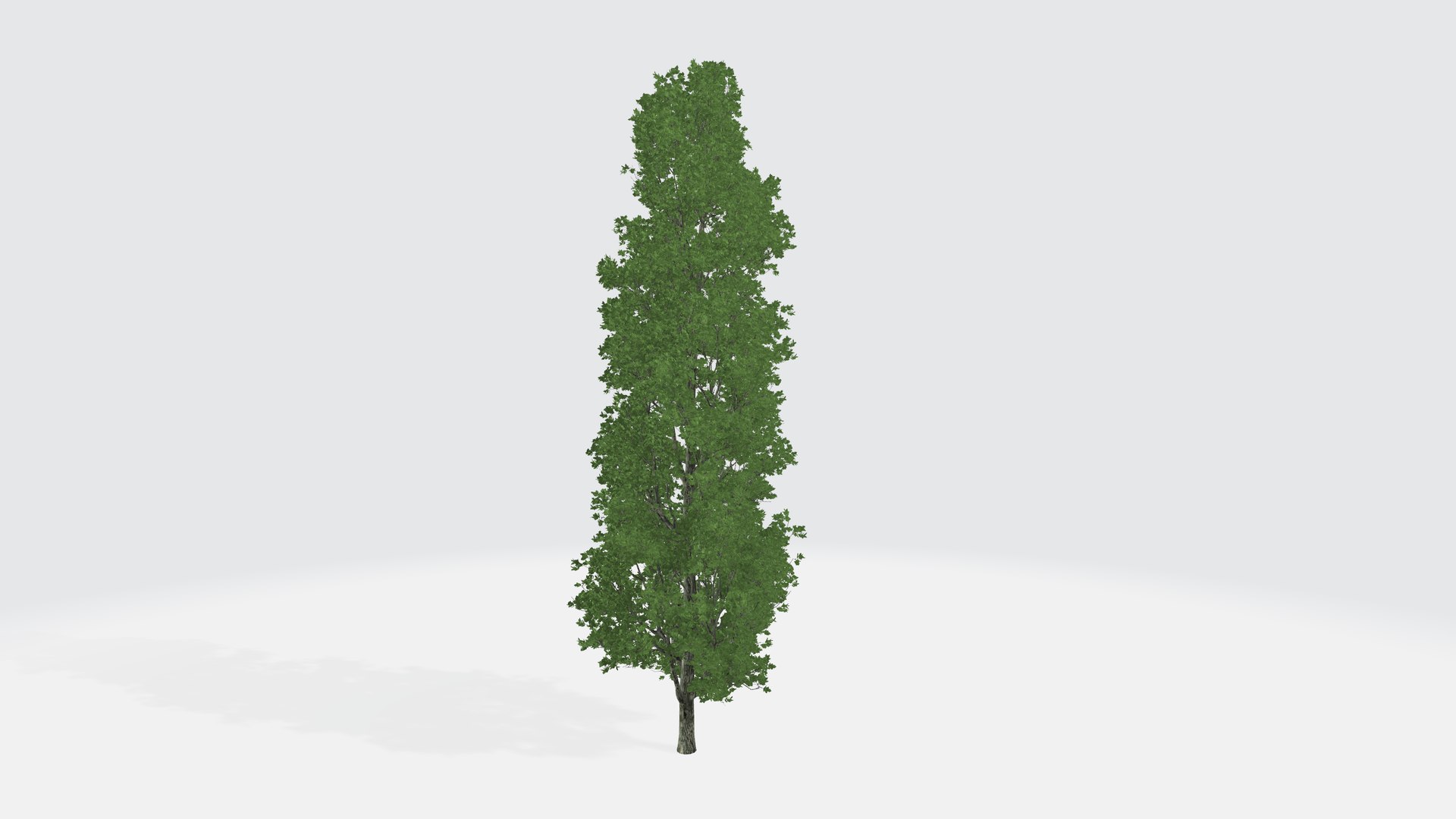 3D Straight green tree model - TurboSquid 1956185