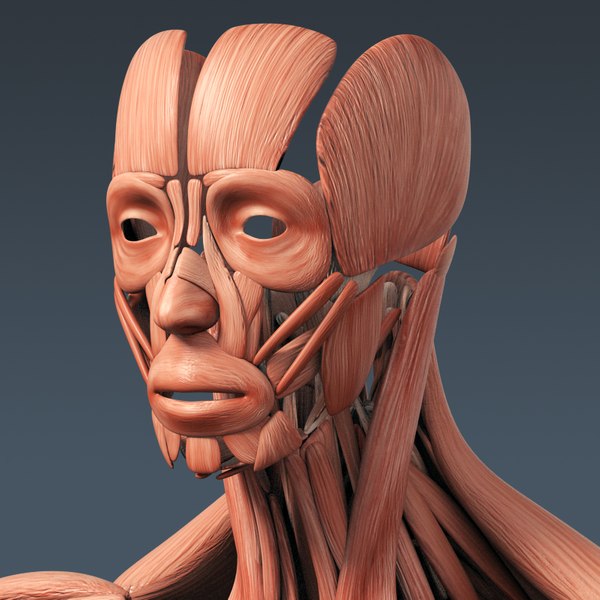 3d rigged human muscular skeleton model