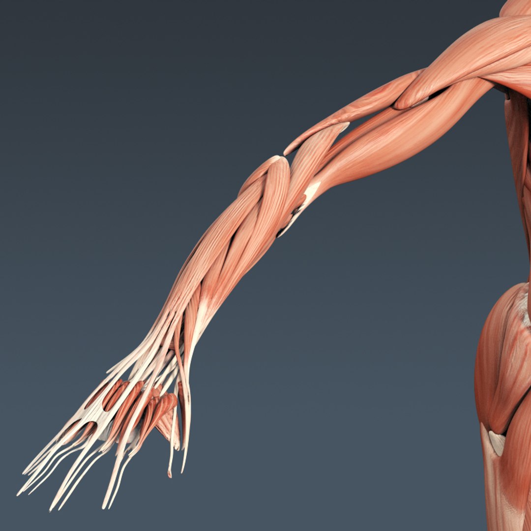 3d rigged human muscular skeleton model