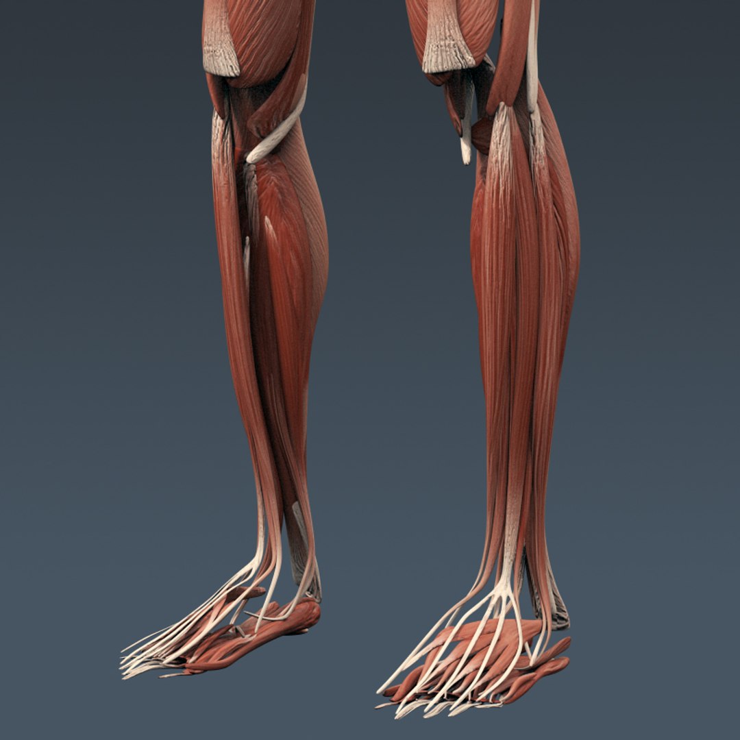 3d rigged human muscular skeleton model