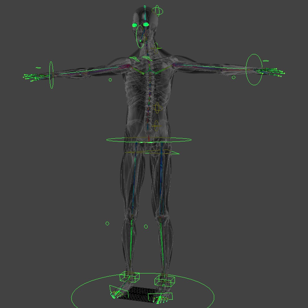 3d rigged human muscular skeleton model