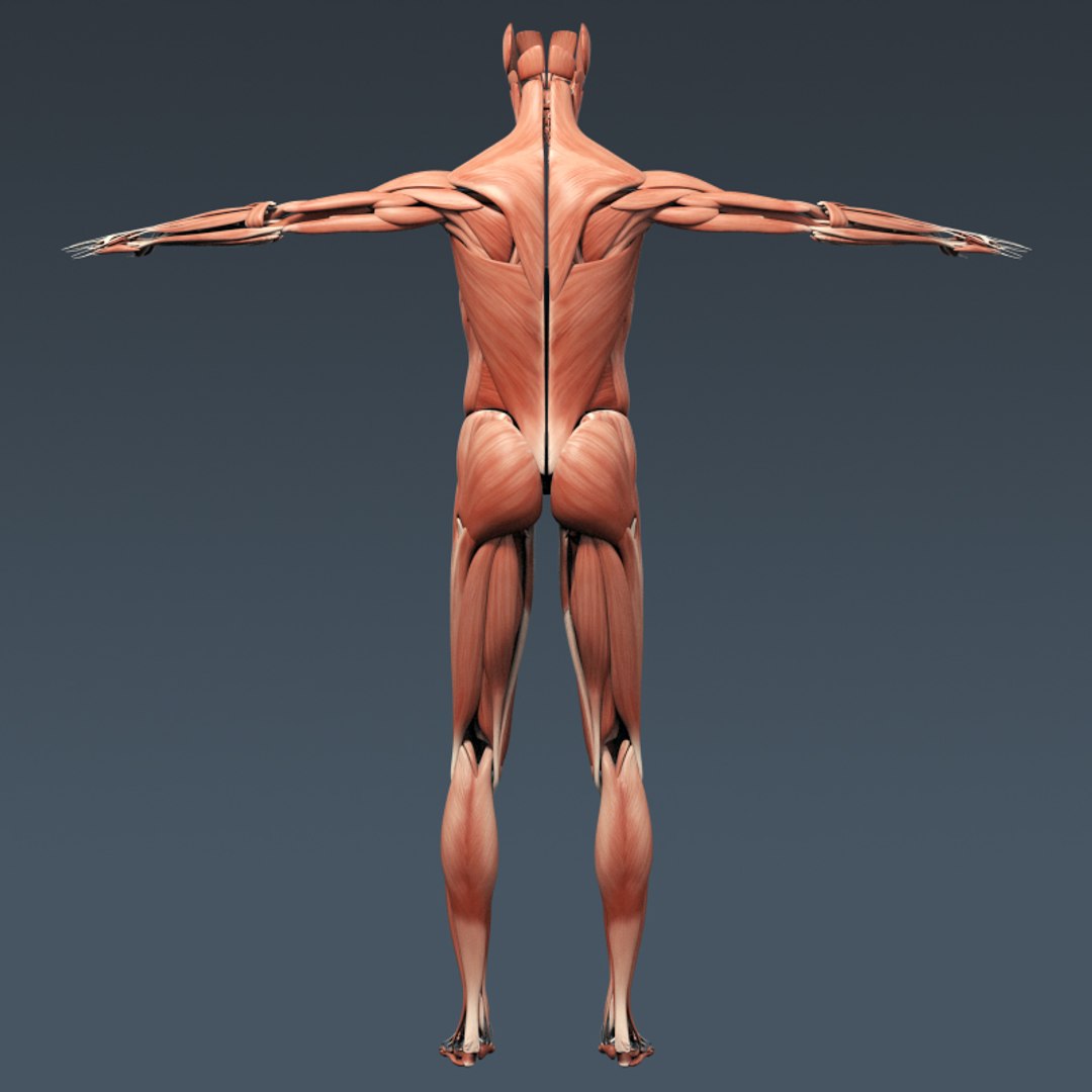 3d rigged human muscular skeleton model