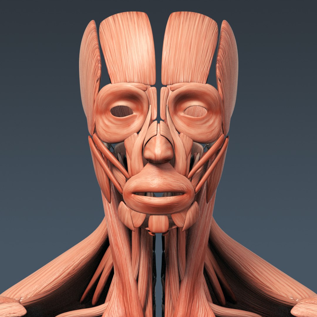 3d rigged human muscular skeleton model