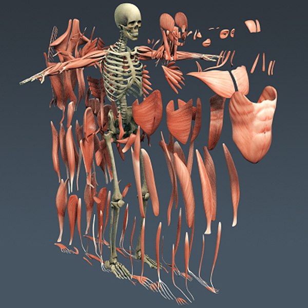 3d rigged human muscular skeleton model