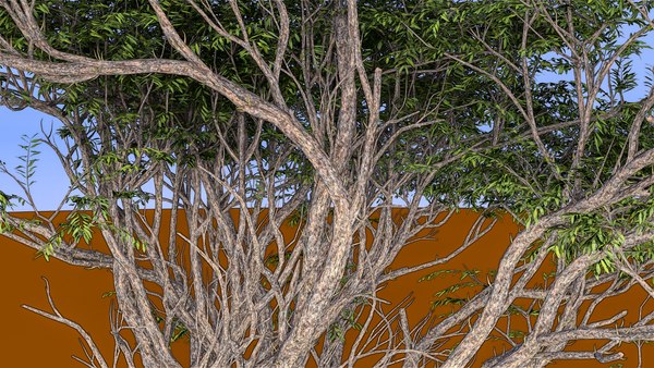 3D model acacia tree - TurboSquid 1352087