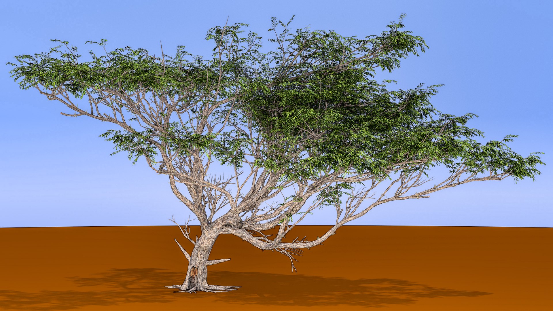 3D model acacia tree - TurboSquid 1352087