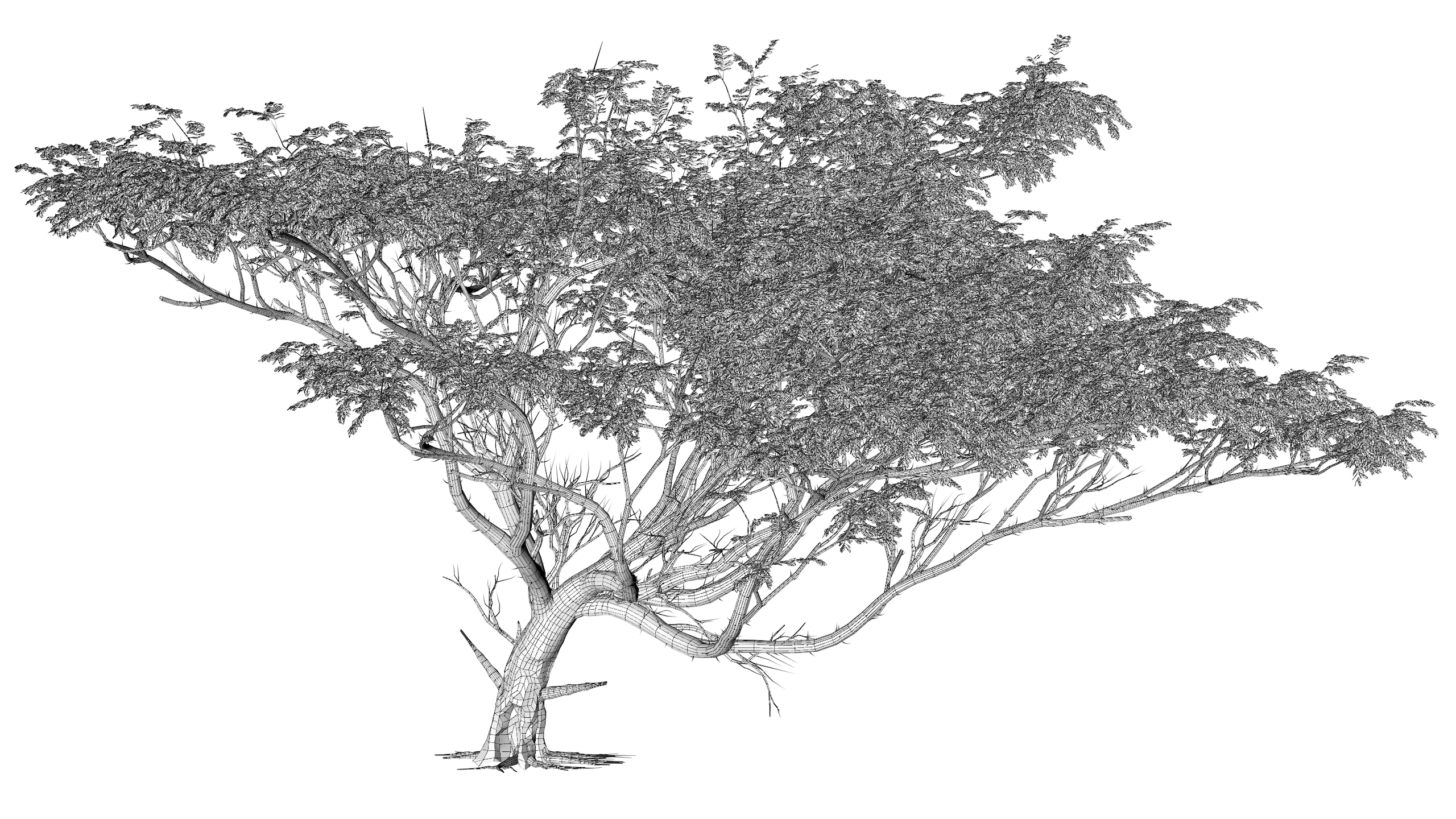 3D model acacia tree - TurboSquid 1352087