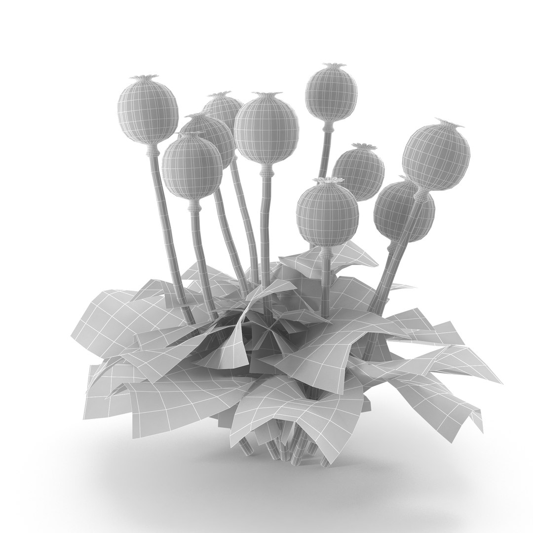 Poppy Bush 3D Model - TurboSquid 1775342