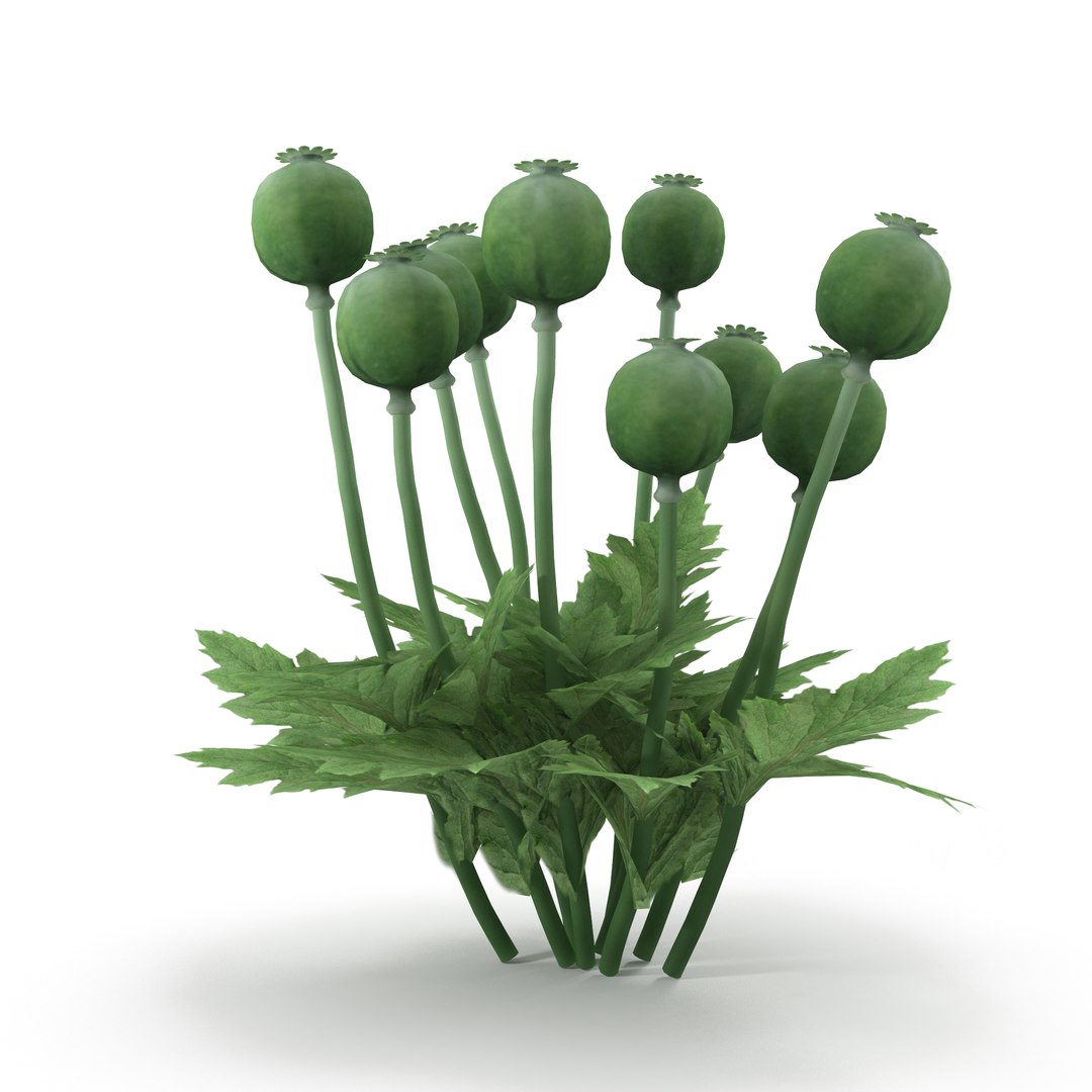Poppy Bush 3D Model - TurboSquid 1775342