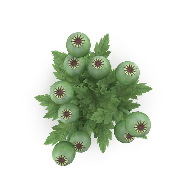 Poppy bush 3D model - TurboSquid 1775342
