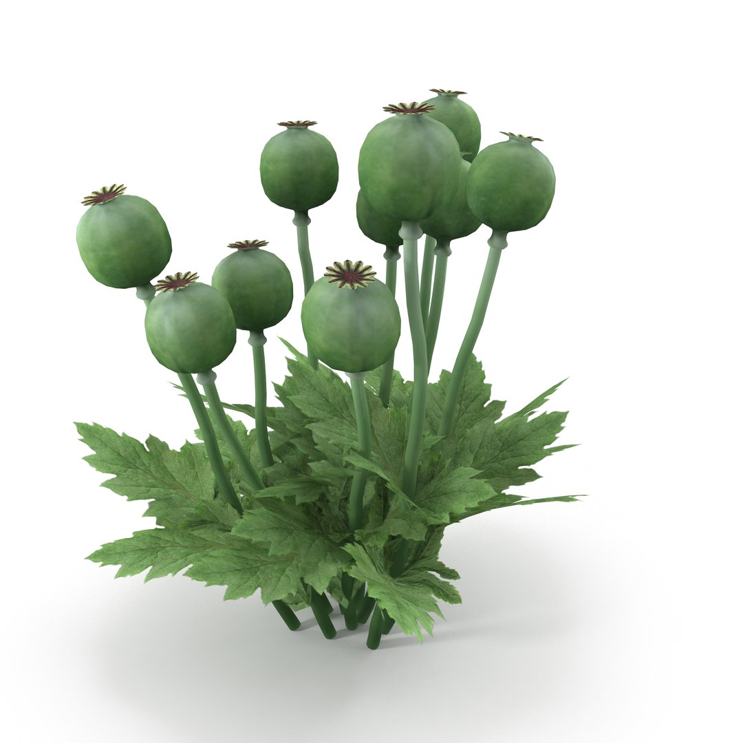 Poppy Bush 3D Model - TurboSquid 1775342